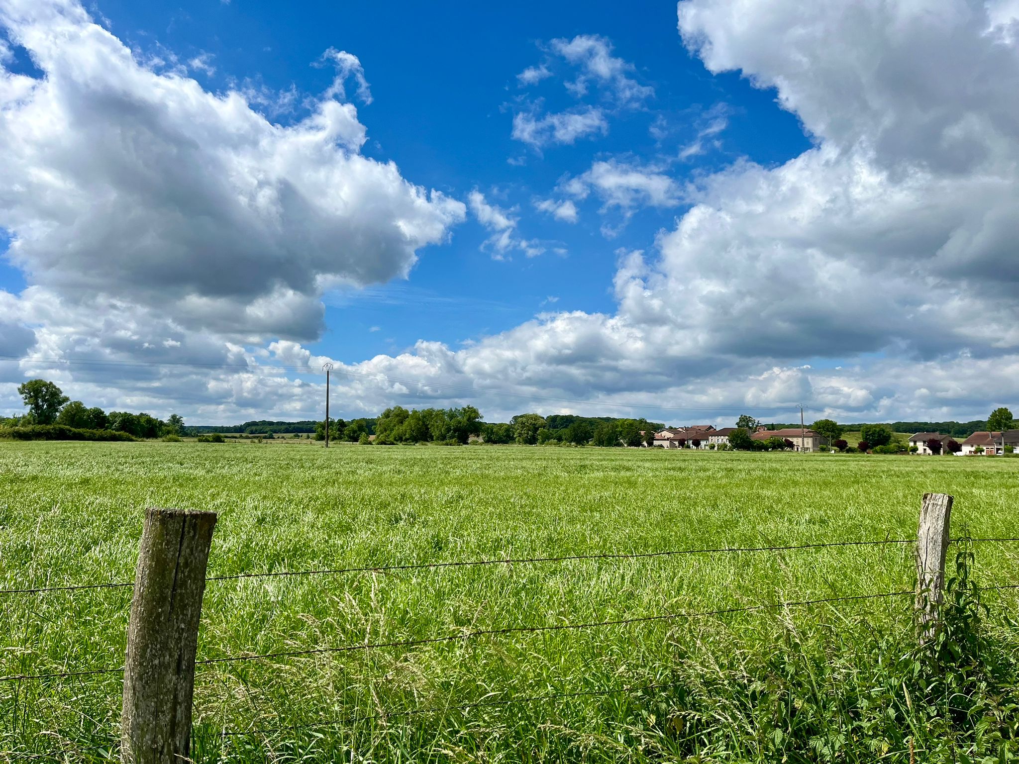 Semences bio de Mélange Prairie annuelle biologique | Sembio.fr