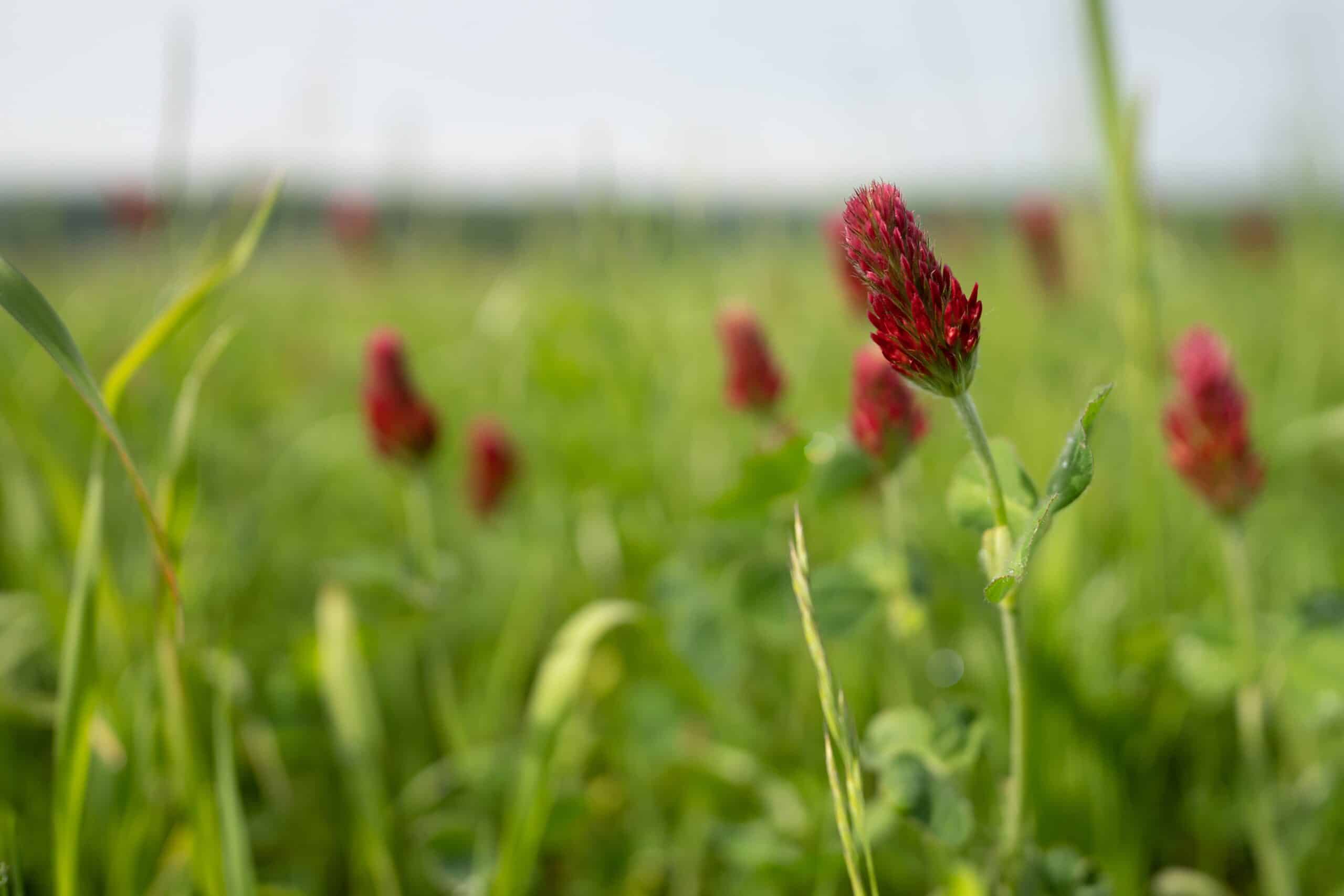 Semences bio de Trèfle incarnat DIOGENE