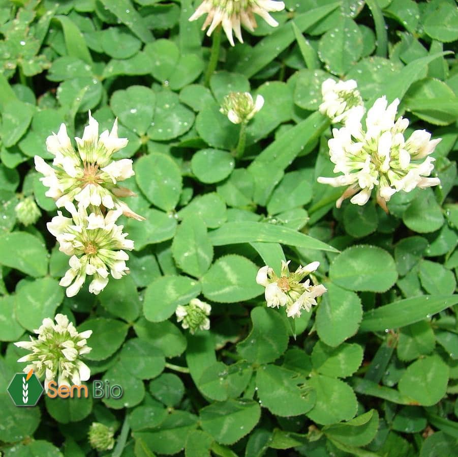 Semences bio Trèfle Blanc KLONDIKE | Sembio.fr