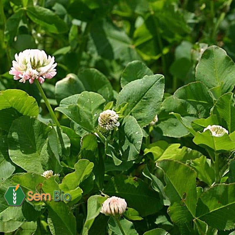 Semences bio trèfle hybride FRIDA