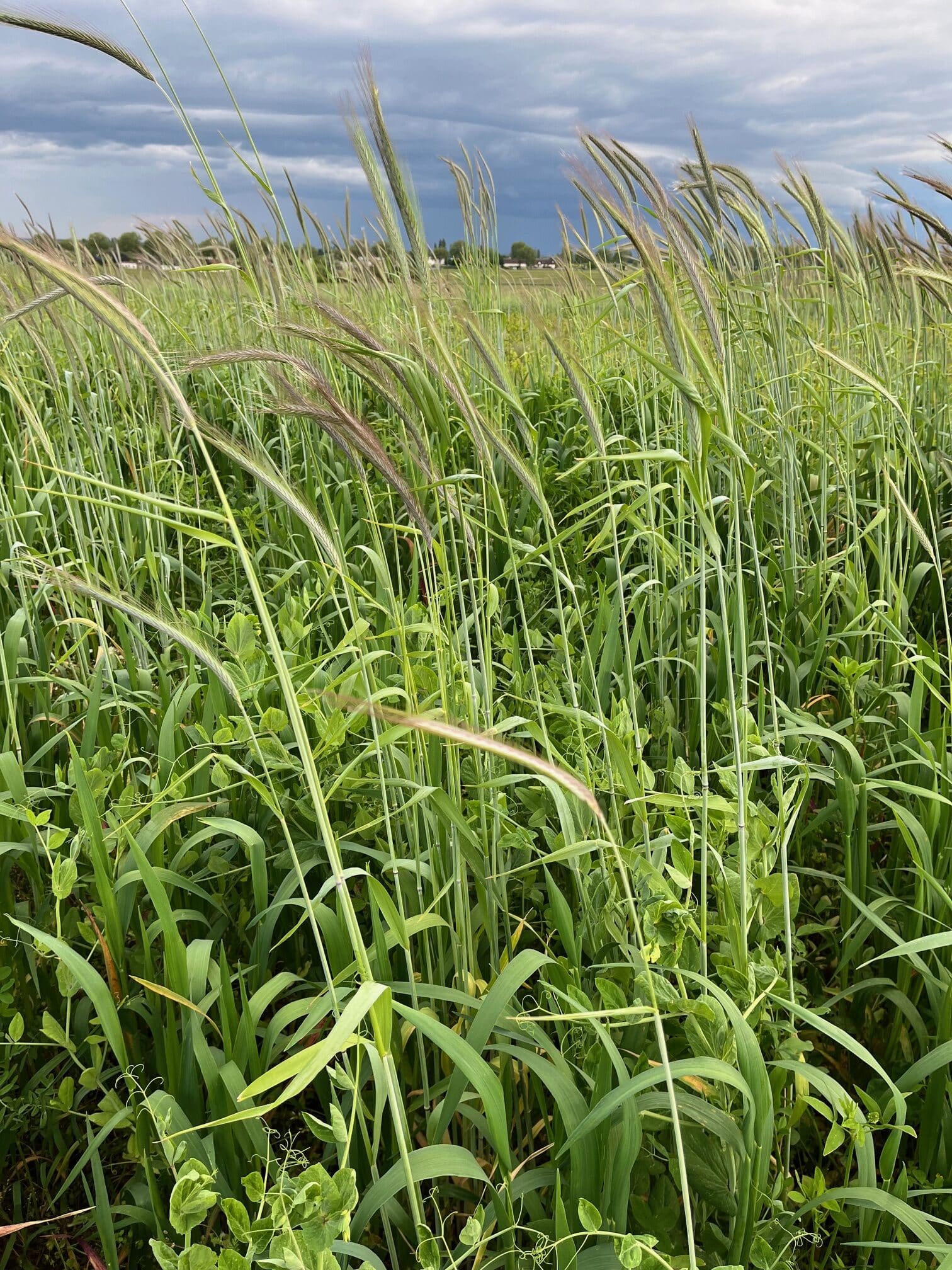 SemBio | Mélanges et semences biologiques